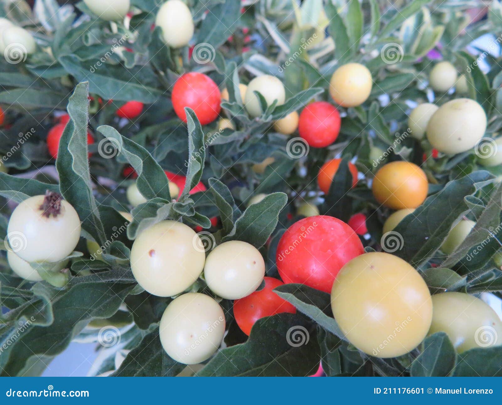 Beautiful Berries of Natural and Fresh Color Stock Image - Image of ...