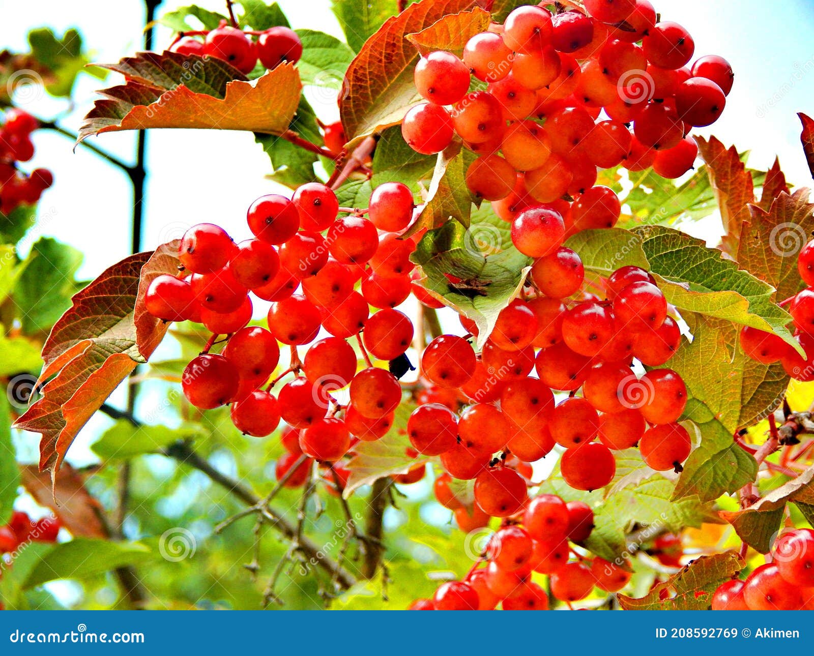 Beautiful Berries on the Tree Stock Image - Image of fruit, evergreen ...