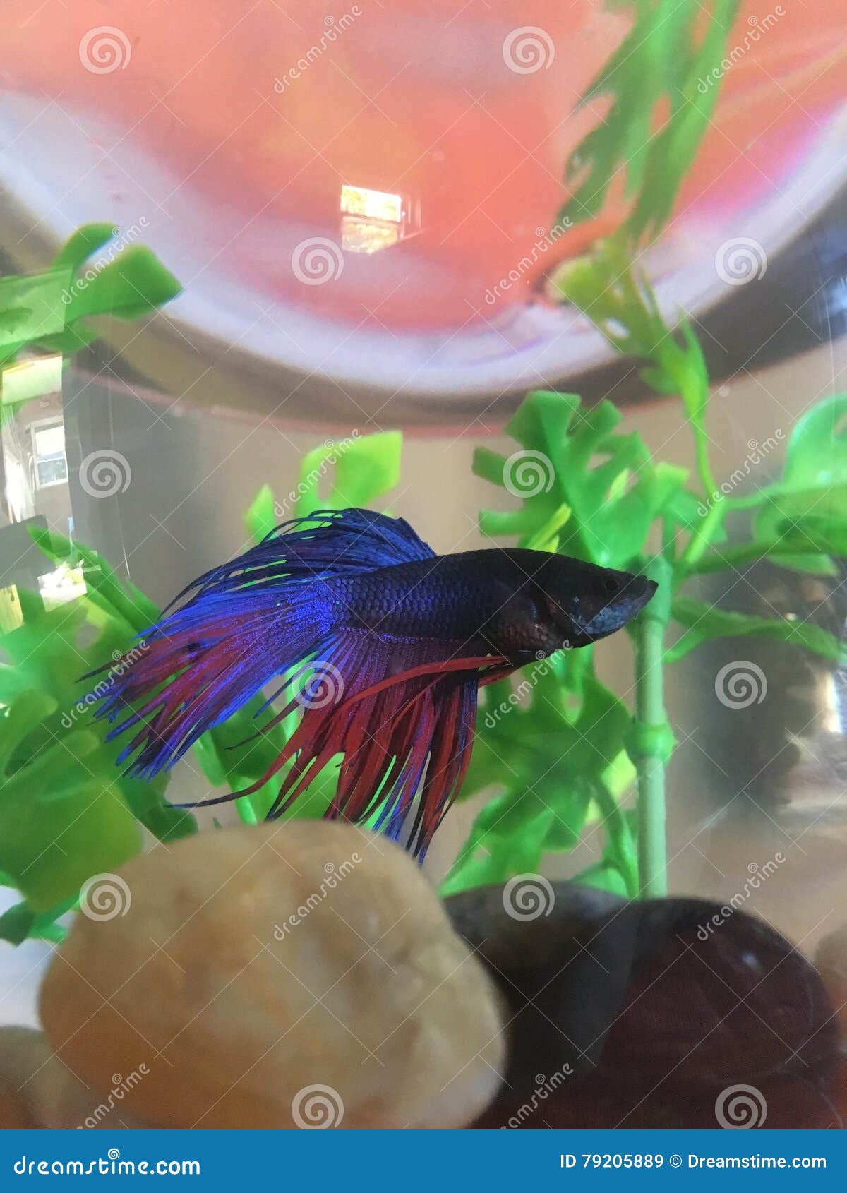 Beautiful Beta fish stock image. Image of multi, fish - 79205889