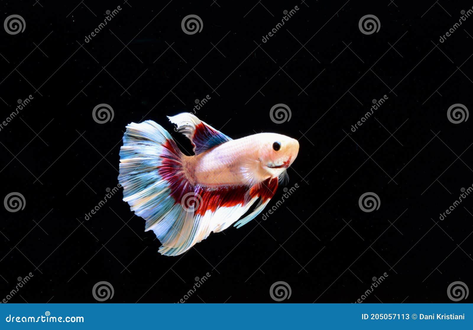 Beautiful Betta Fish on Black Background Stock Image - Image of fish ...