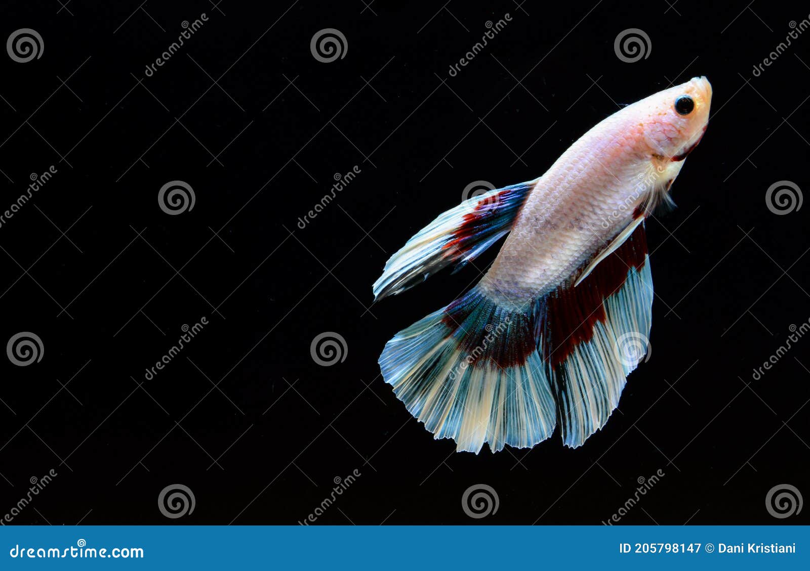Beautiful Betta Fish on Black Background Stock Image - Image of ...