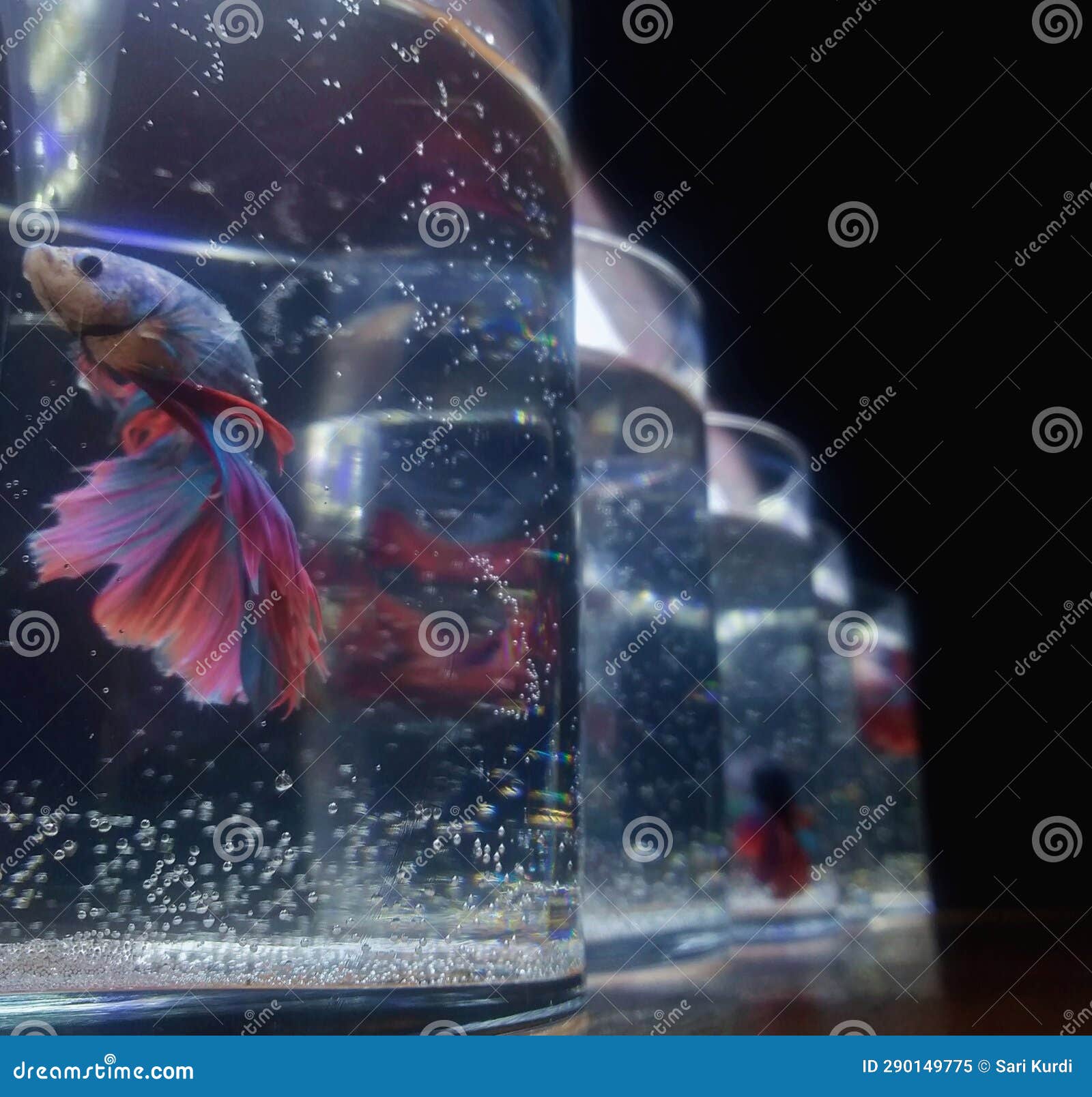Beautiful Betta Fish in a Small Tank Stock Image - Image of fish ...