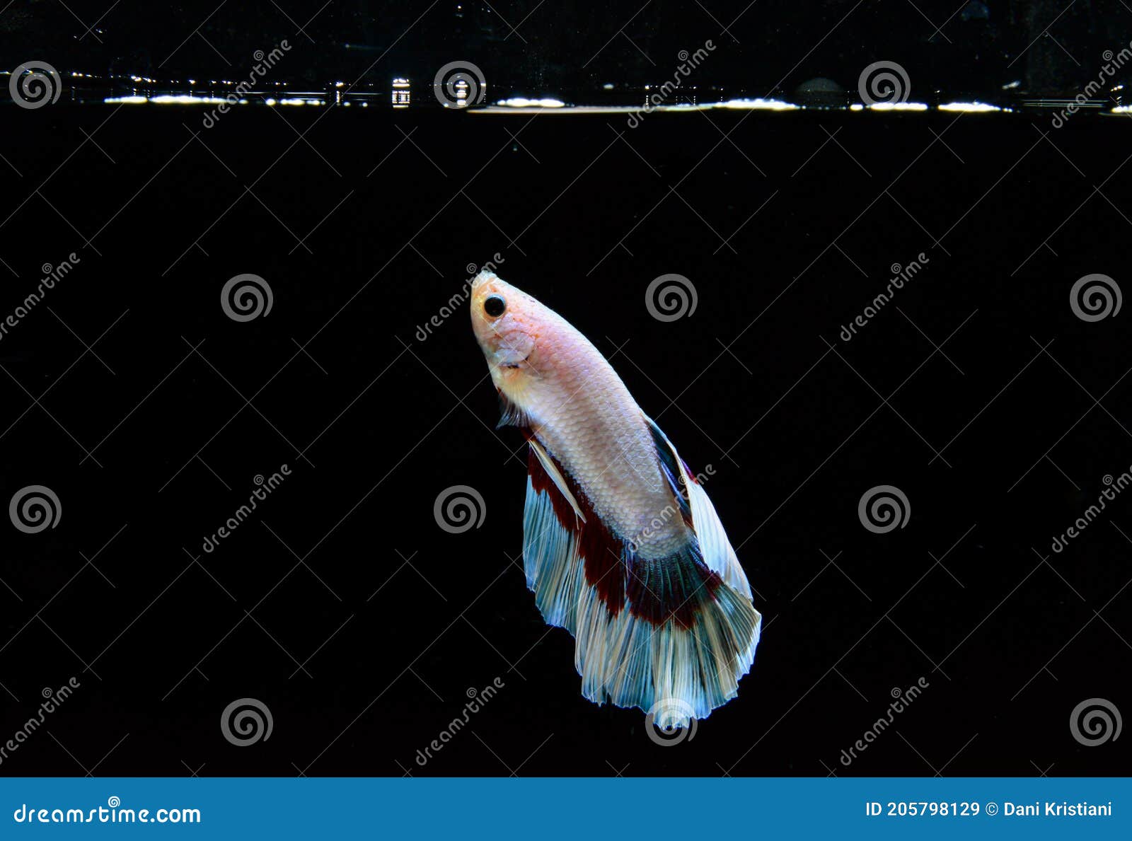 Beautiful Betta Fish Swims in Aquarium Stock Image - Image of action ...