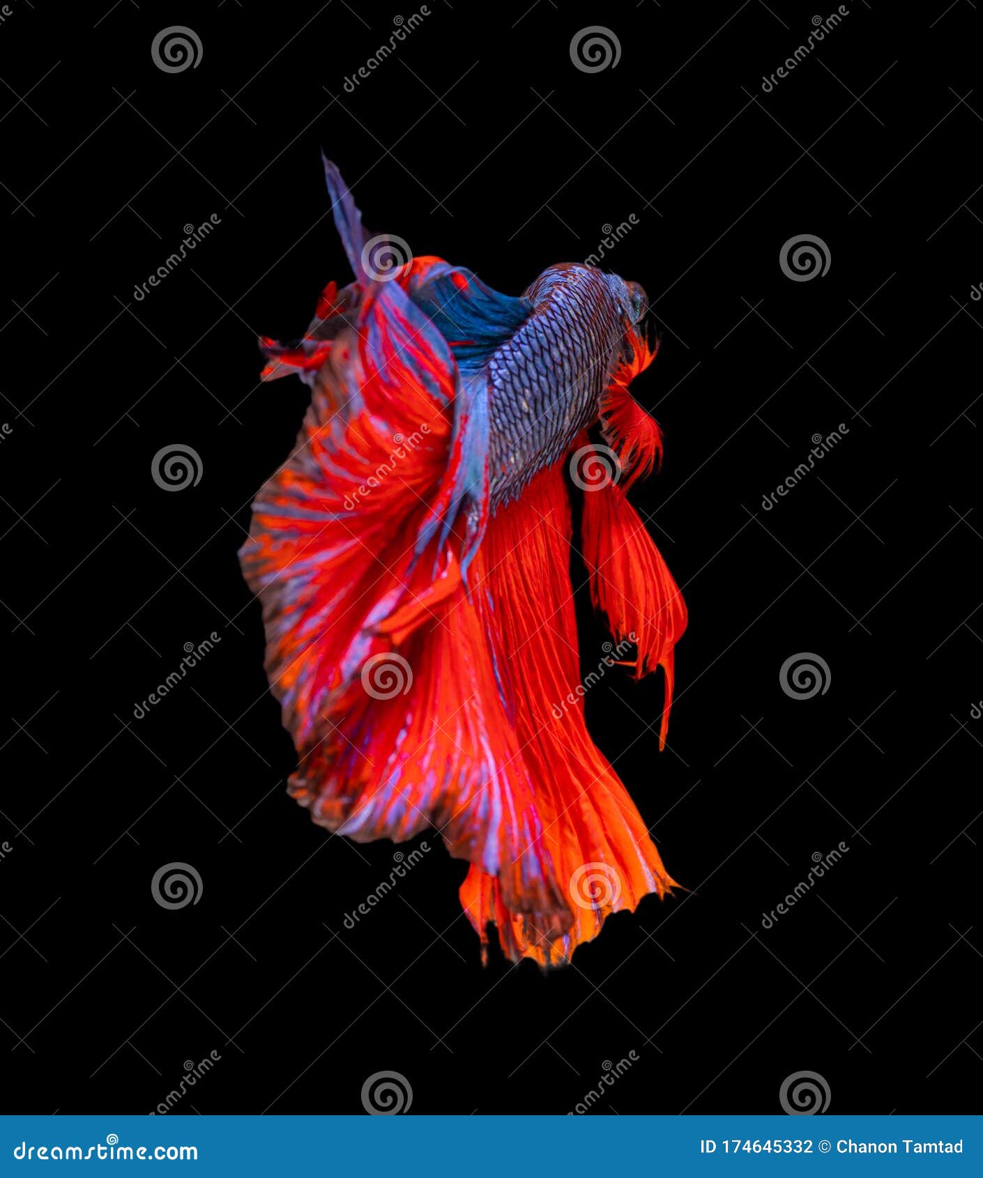 Beautiful Betta Splendens Half Moon Siamese Betta Fish on Black ...