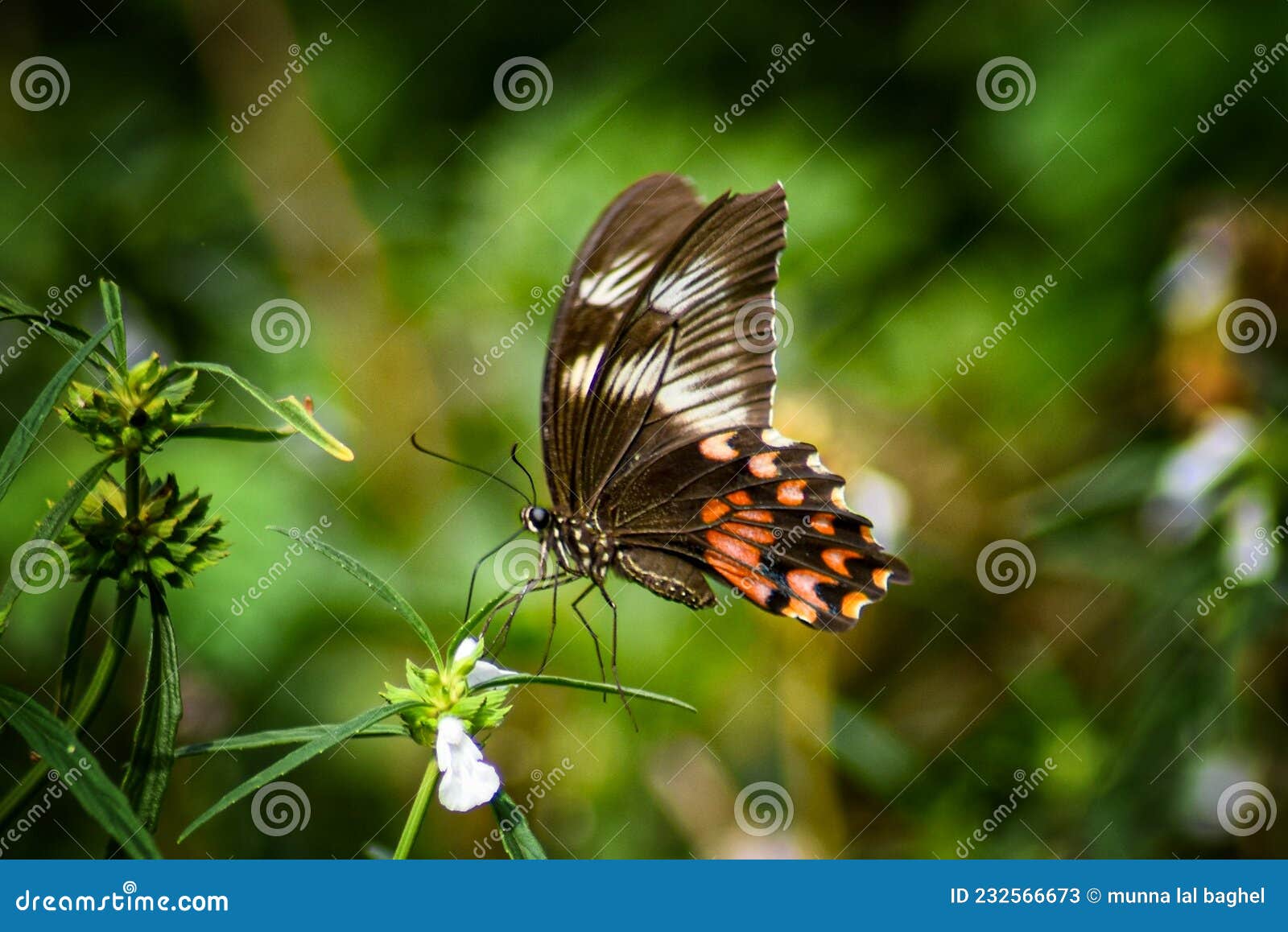 Beautiful betterfly stock image. Image of leaf, arthropod - 232566673