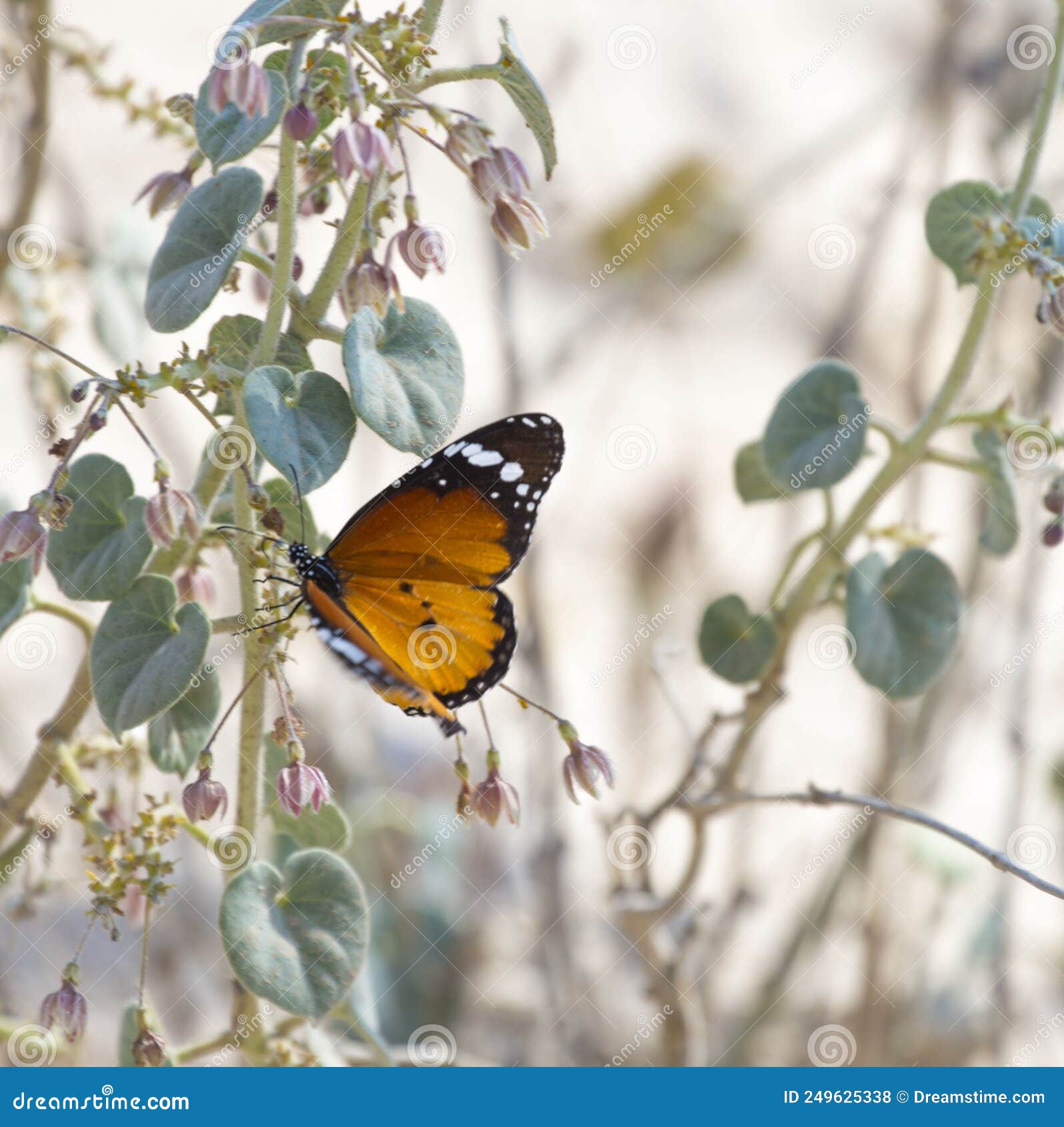 Beautiful Betterfly on Nature Stock Photo - Image of invertebrate, moth ...