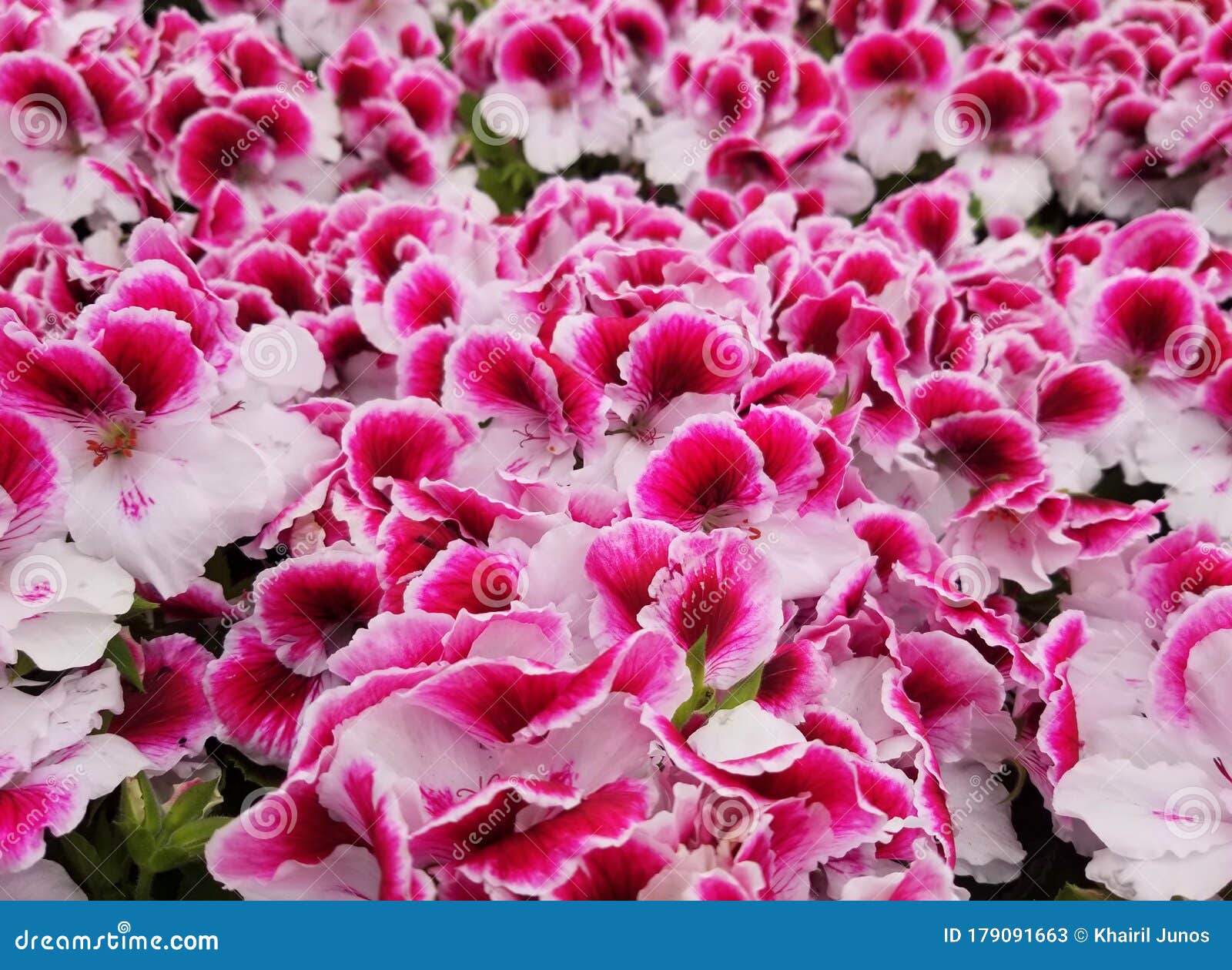 Beautiful Bi-color Regal Geranium Flowers Blooming in the Spring Stock ...