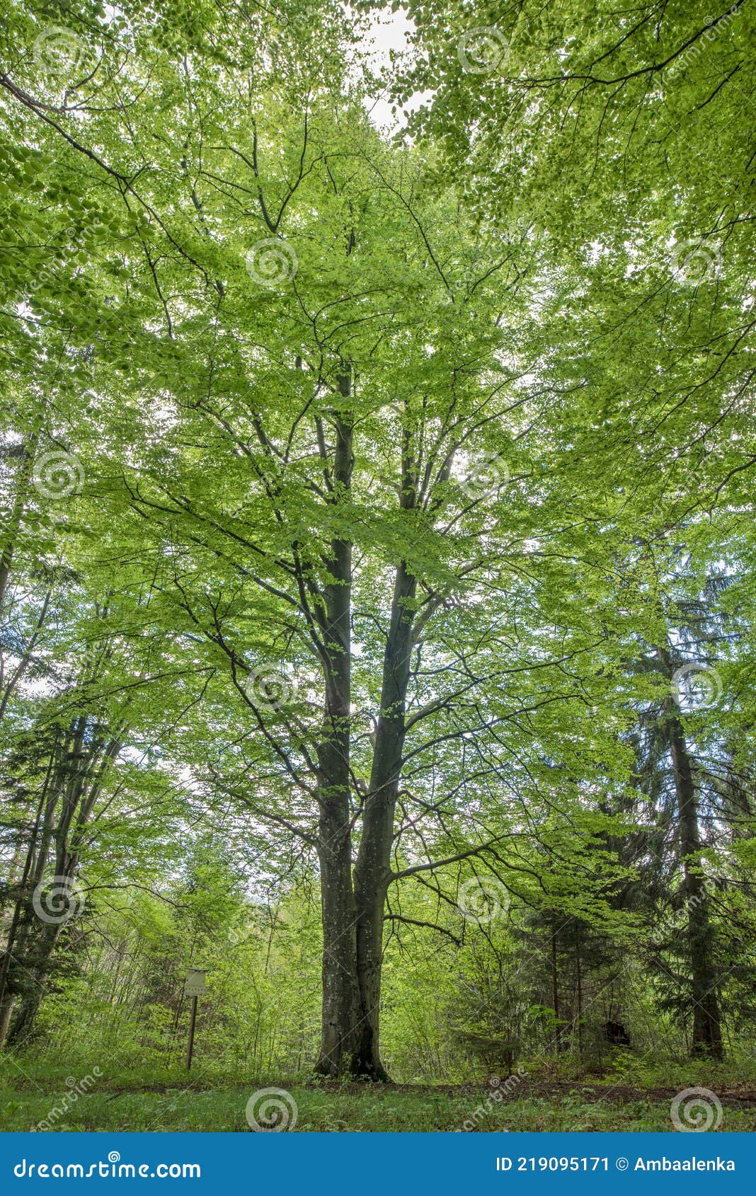 Beautiful Big Beech Tree in the Forest Stock Image - Image of cool ...