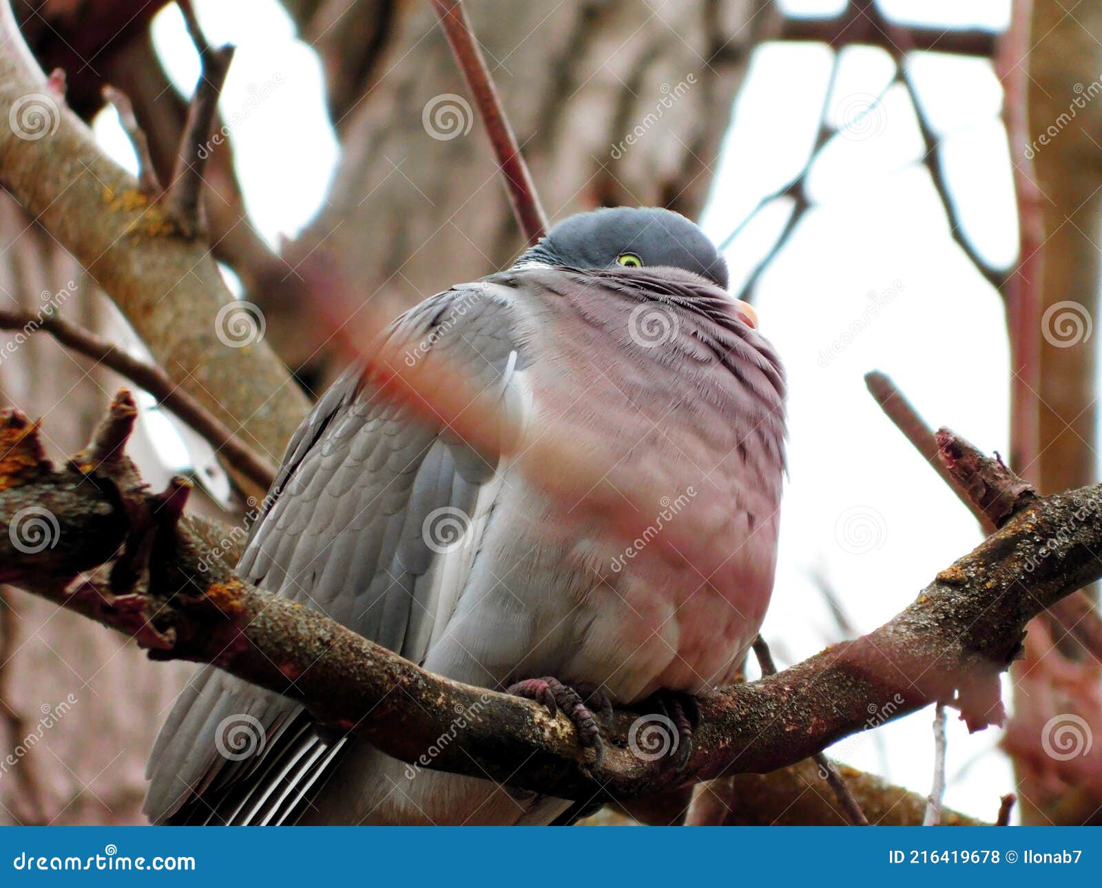 Beautiful and Big Bird. Amazing Big Cushat Stock Photo - Image of beak ...