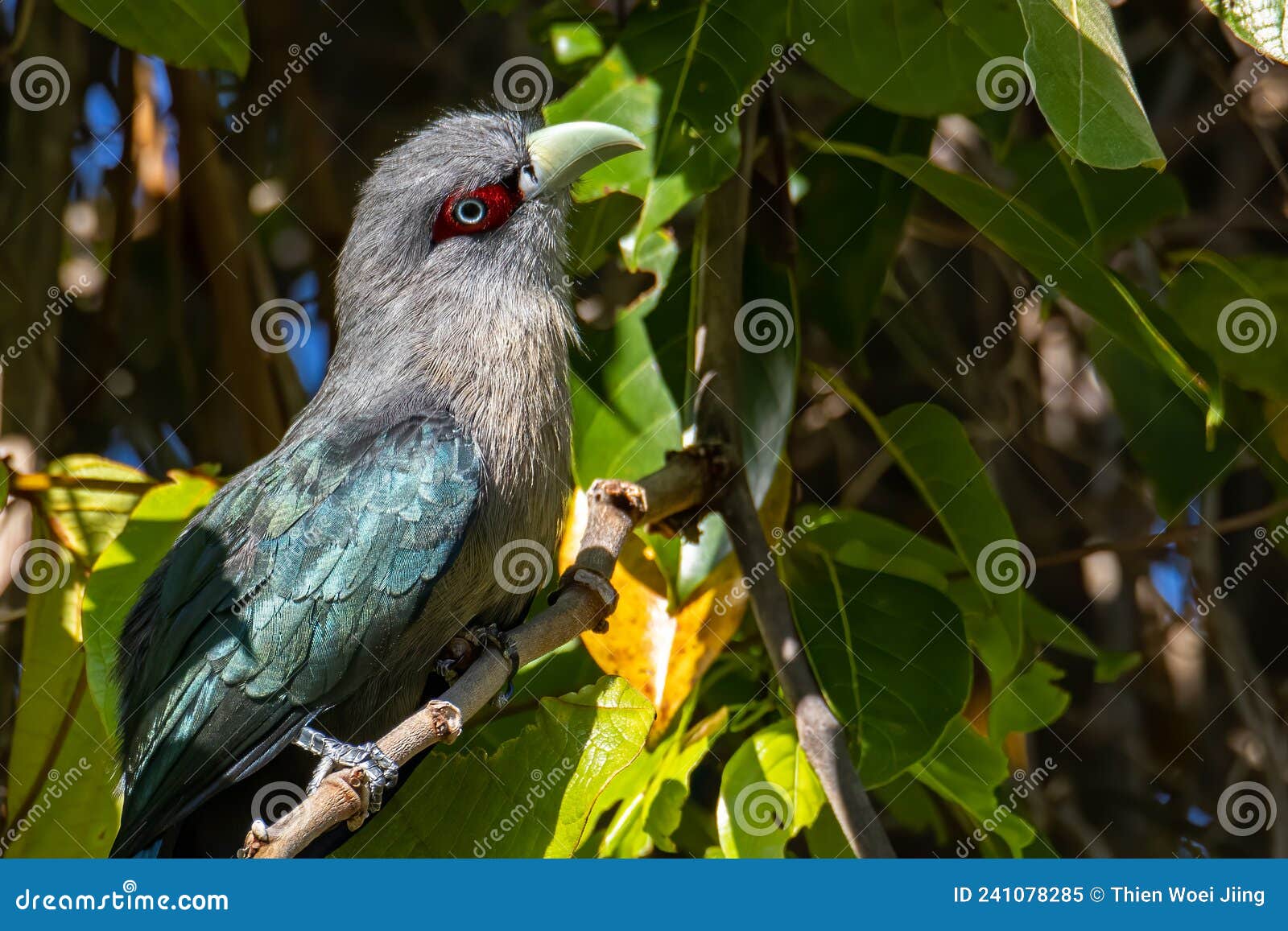 A Beautiful Big Bird of Black Bellied Malkoha Perching on Tree Branch ...