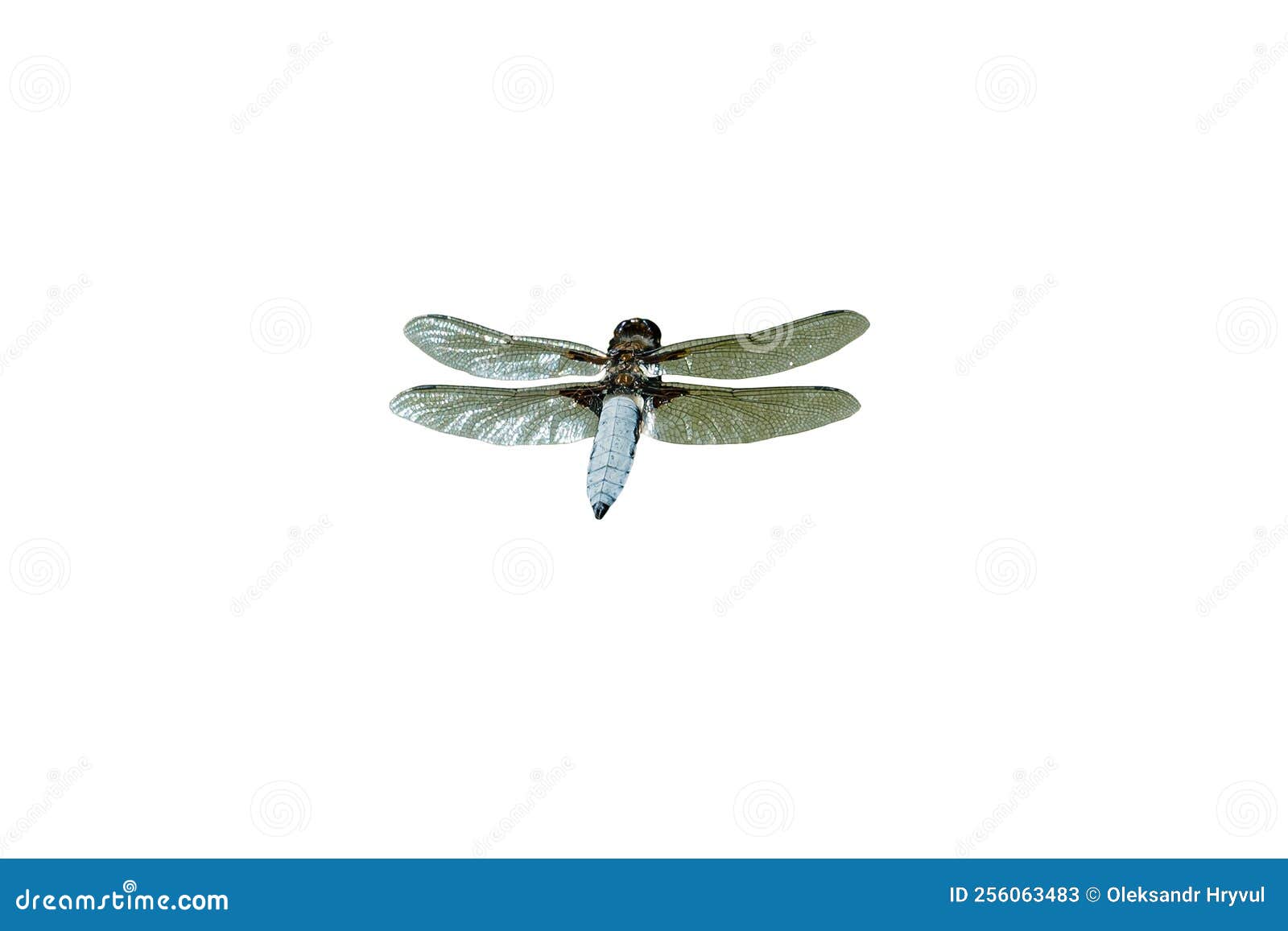 Beautiful Big Blue Dragonfly on a White Background Stock Image - Image ...