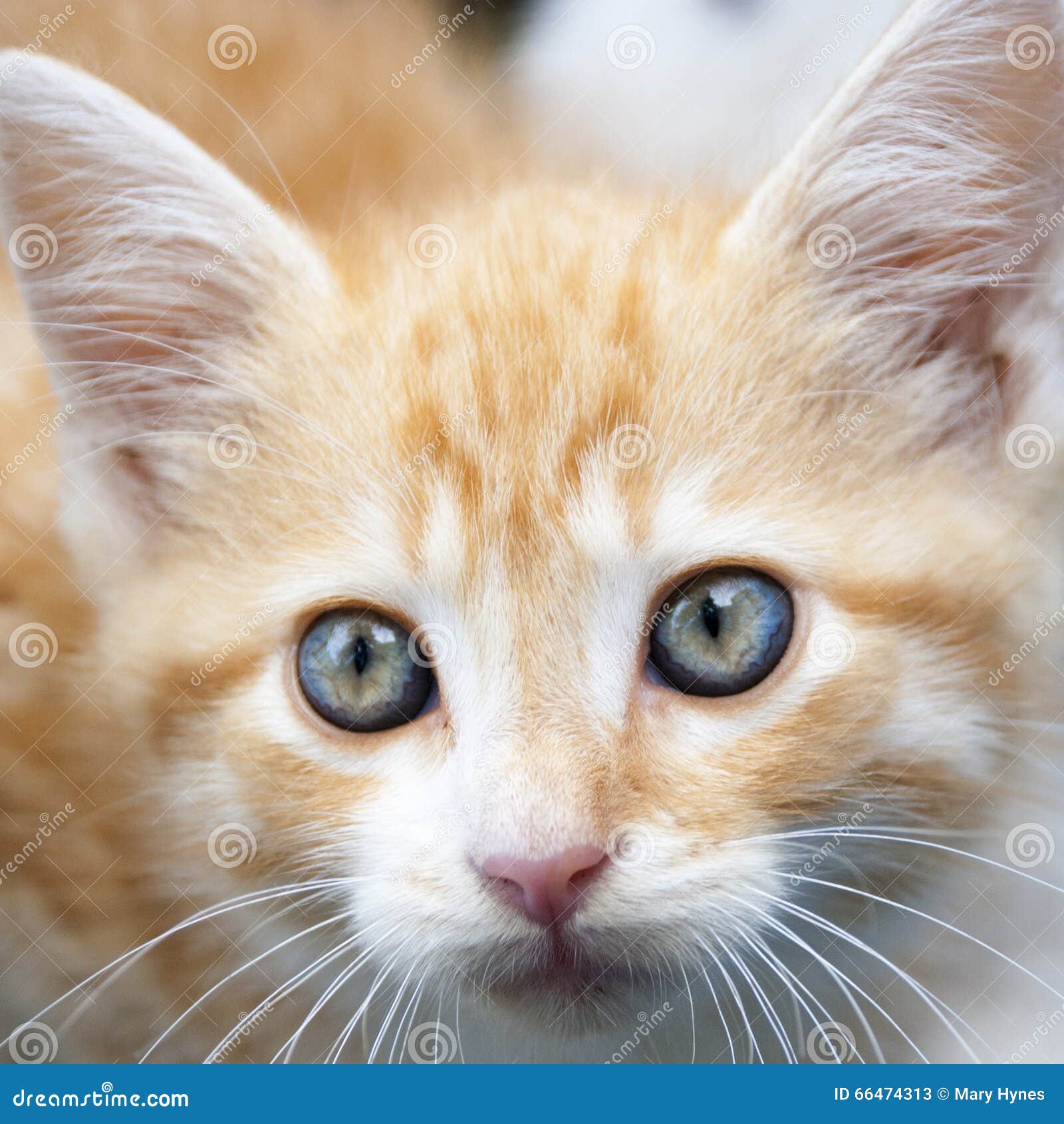 Exquisite Big Blue Gold Kitten Eyes Stock Image - Image of eyes ...