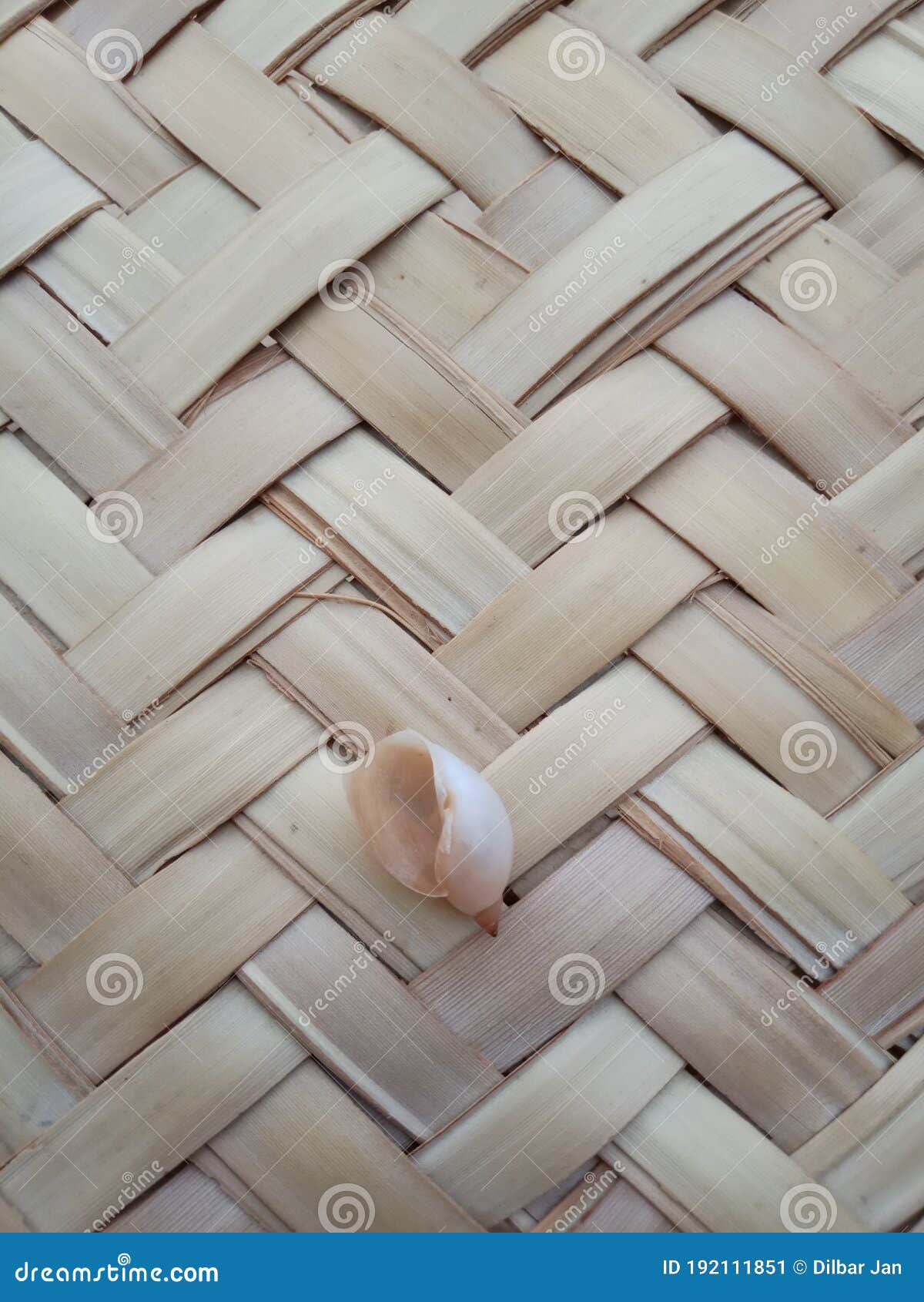 Beautiful Big Brown Wall Shell Stock Image - Image of wall, shell ...