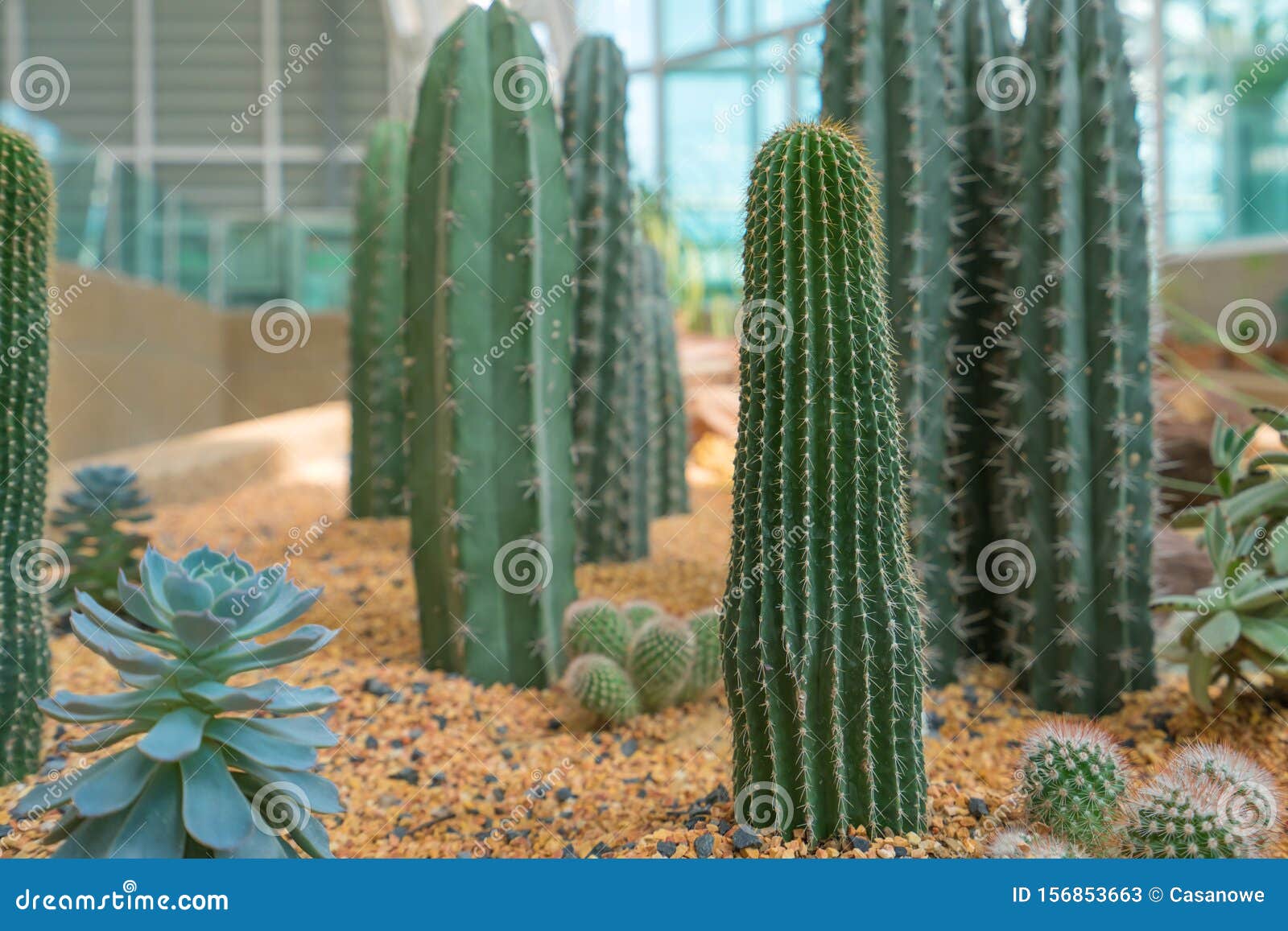 Beautiful Big Cactus in the Rock Garden Stock Image - Image of cute ...