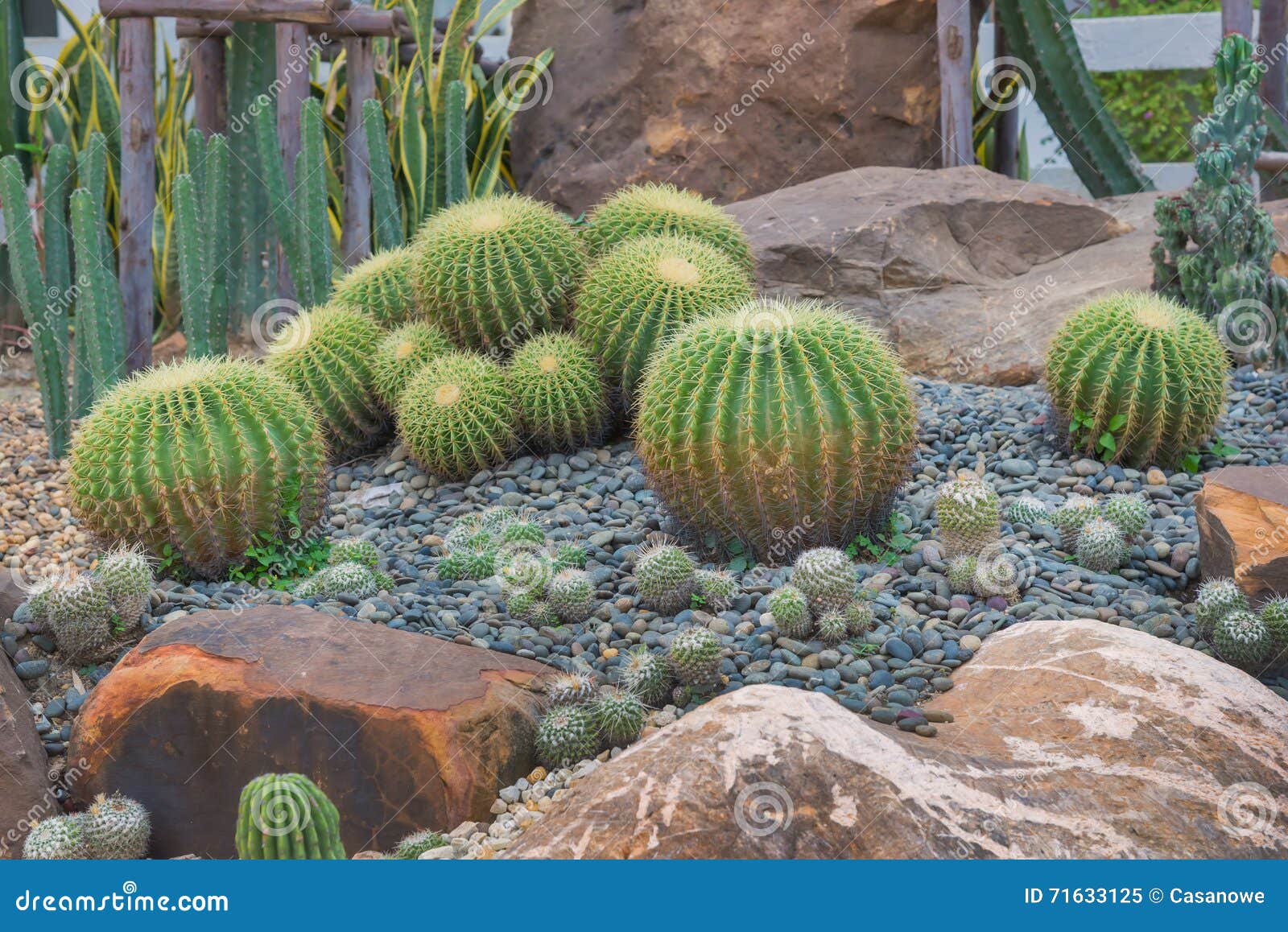Beautiful Big Cactus in the Rock Garden Stock Image - Image of exotic ...