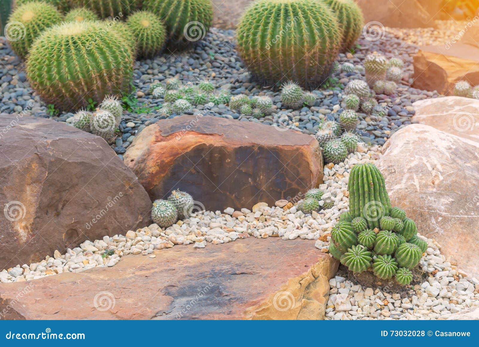 Beautiful Big Cactus in the Rock Garden Stock Photo - Image of plant ...