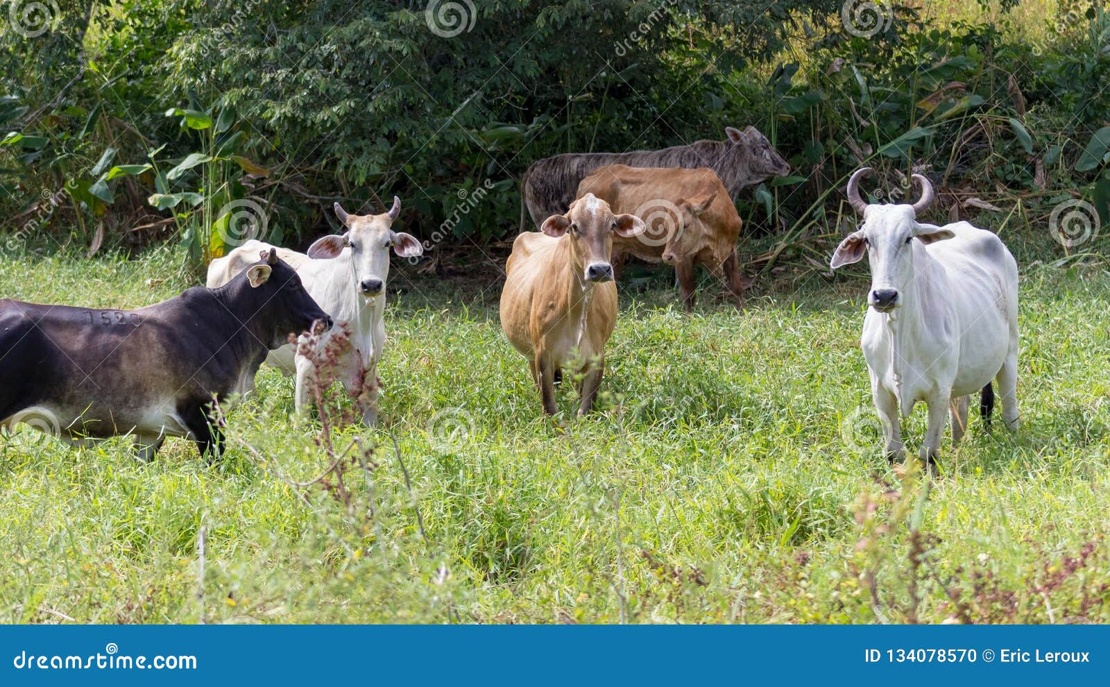 Beautiful Big Cow in Venezuela Stock Photo - Image of farming, mammal ...