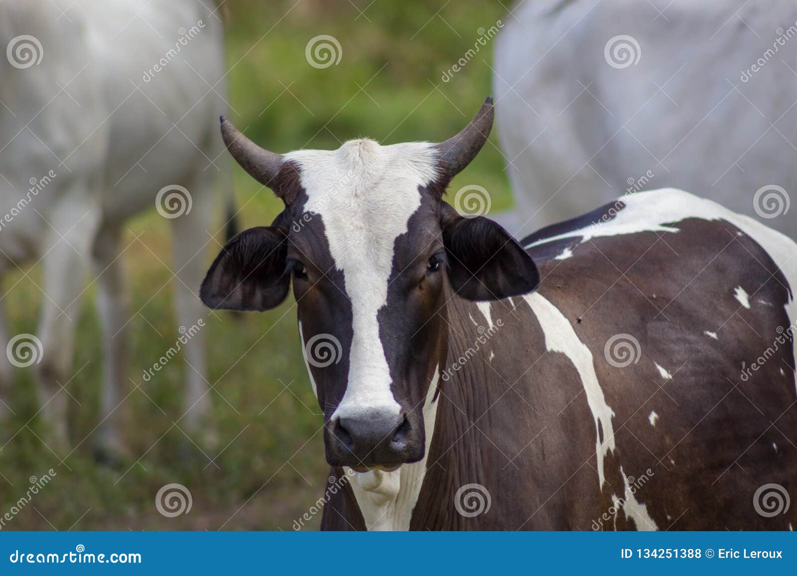 Beautiful Big Cow in Venezuela Stock Photo - Image of summer, land ...