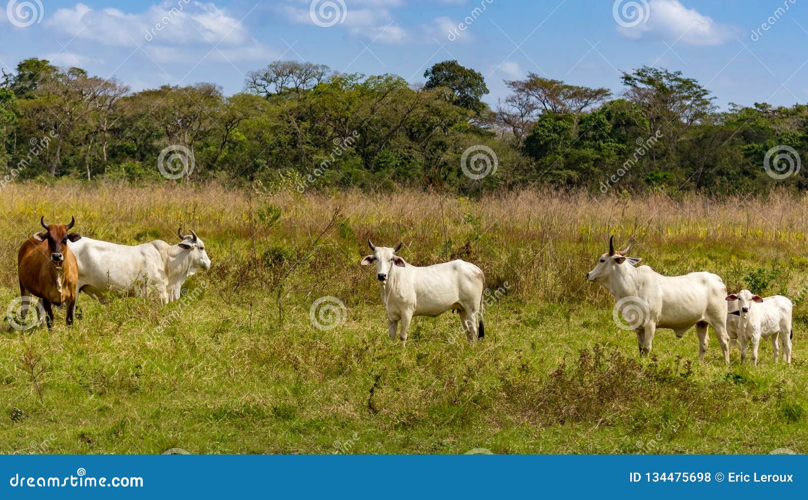 Beautiful Big Cow in Venezuela Stock Photo - Image of livestock ...