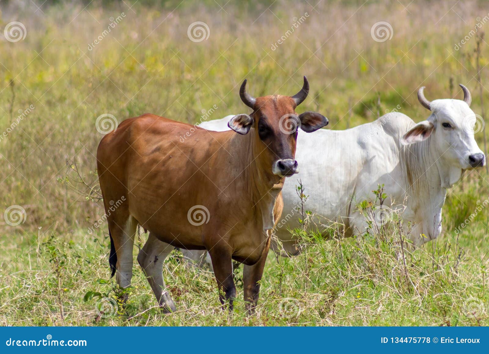 Beautiful Big Cow in Venezuela Stock Photo - Image of summer, landscape ...