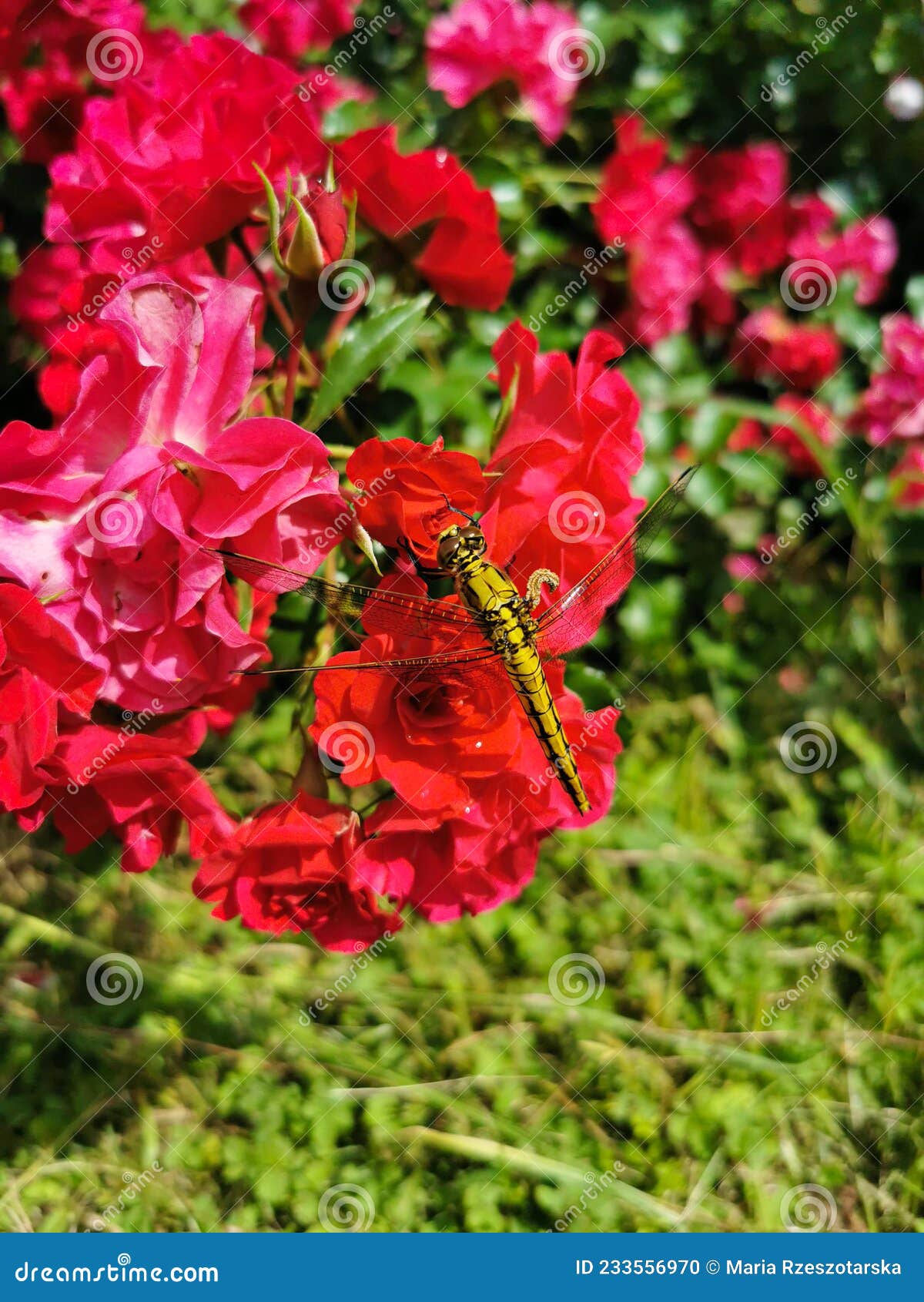 Beautiful Big Dragonfly on the Red Flowers. Stock Photo - Image of ...