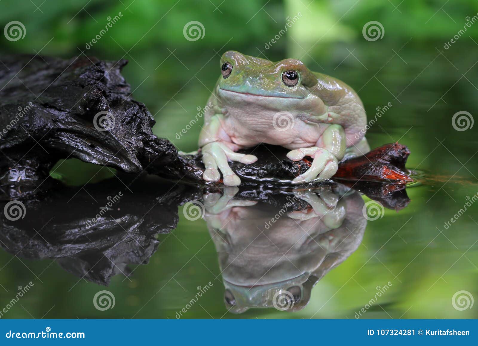 Tree Fog, Dumpy Frog Looking Something on Reflection Stock Image ...