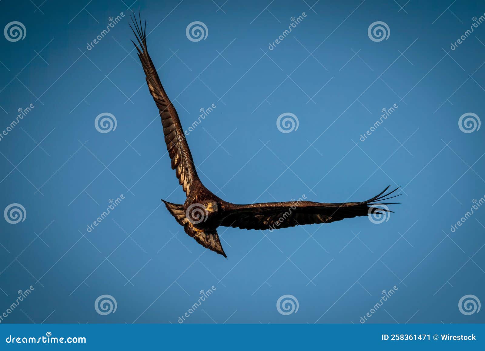 Beautiful Big Eagle Flying High in a Blue Sky Stock Image - Image of ...