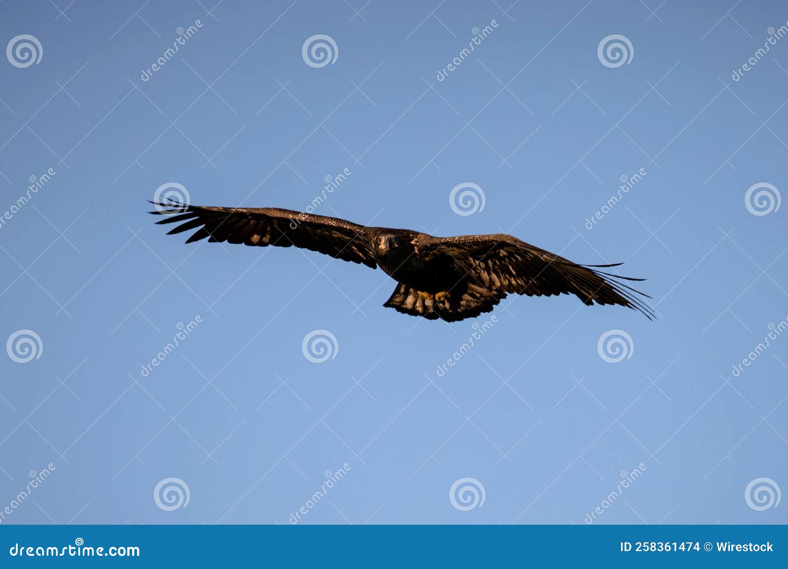 Beautiful Big Eagle Flying High in a Blue Sky Stock Photo - Image of ...