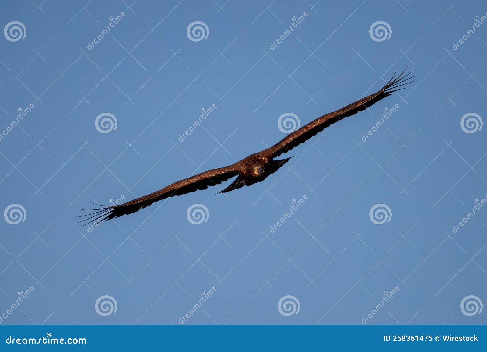 Beautiful Big Eagle Flying High in a Blue Sky Stock Image - Image of ...