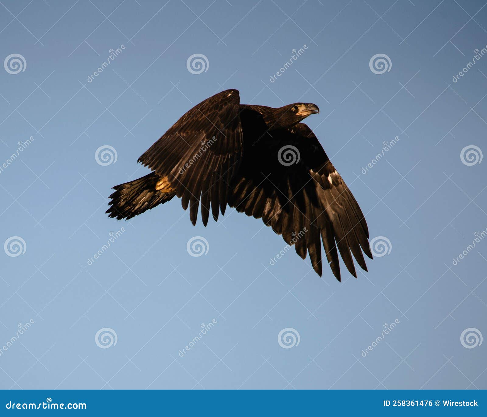 Beautiful Big Eagle Flying High in a Blue Sky Stock Photo - Image of ...