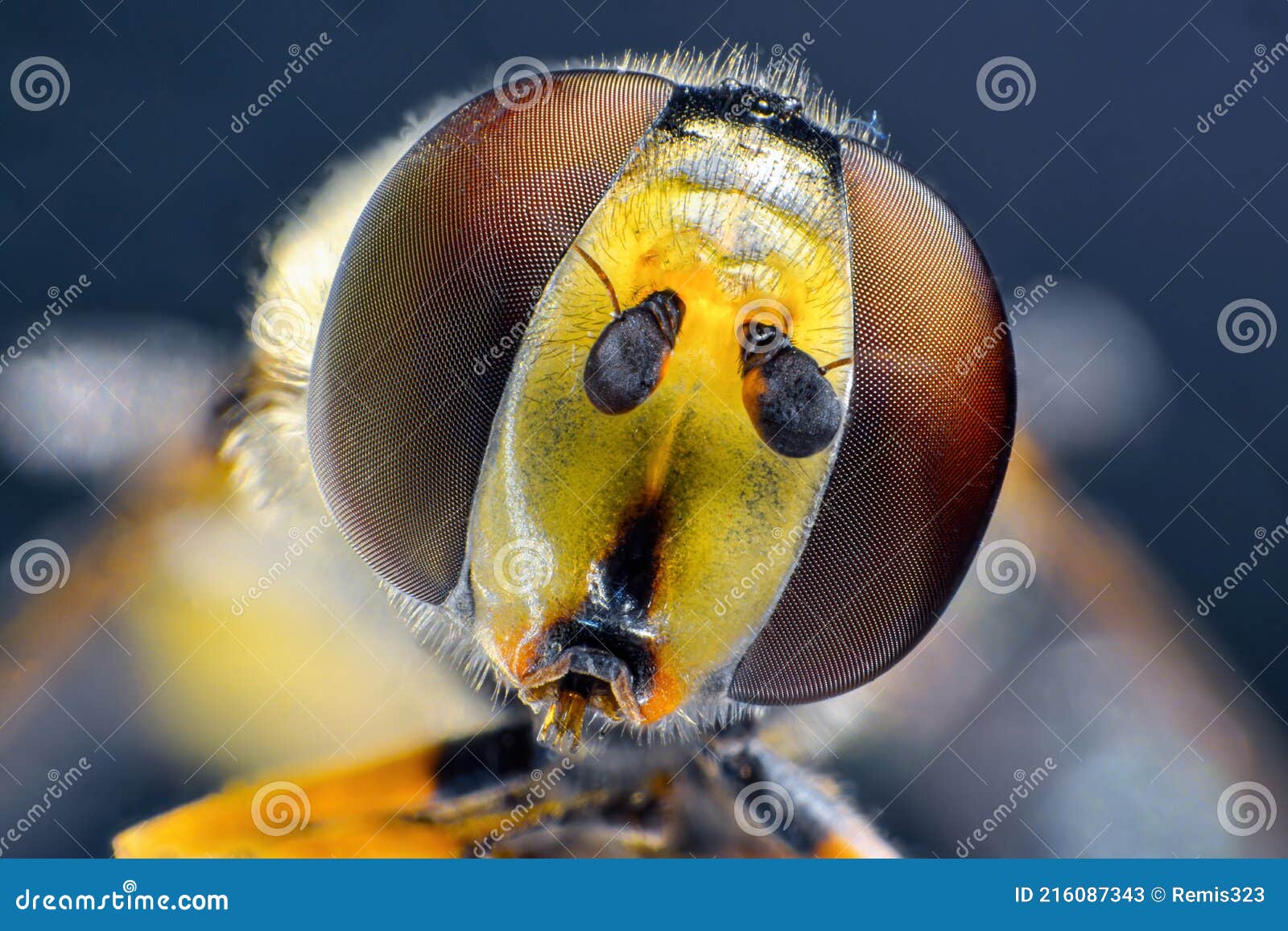 Beautiful Big Eyes of the Fly Stock Image - Image of macro, insect: 216087343