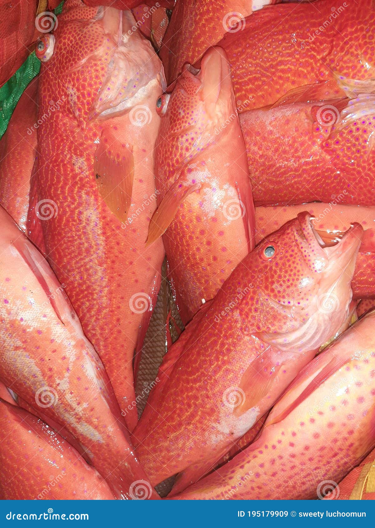 Beautiful Big Fish Viell Rouge Stock Photos - Free & Royalty-Free Stock ...