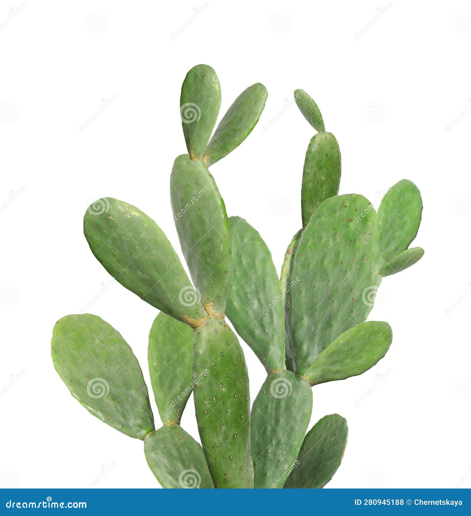 Beautiful Big Green Cactus on White Background Stock Photo - Image of ...