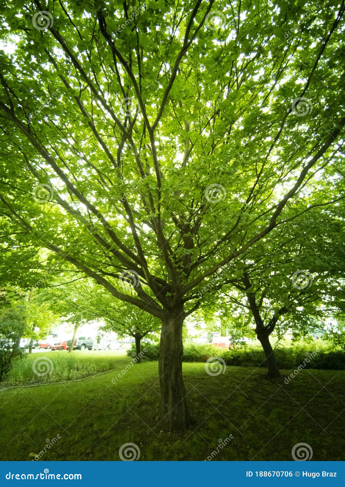 Beautiful and Big Green Tree Lived. Background of a Mini Park Stock ...