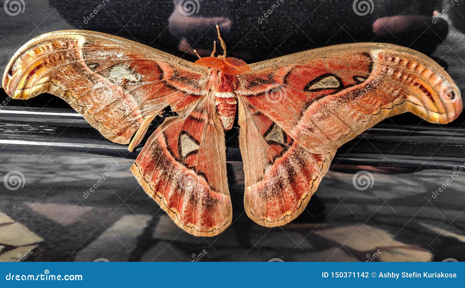 Beautiful Big Moth stock photo. Image of winhs, beautiful - 150371142