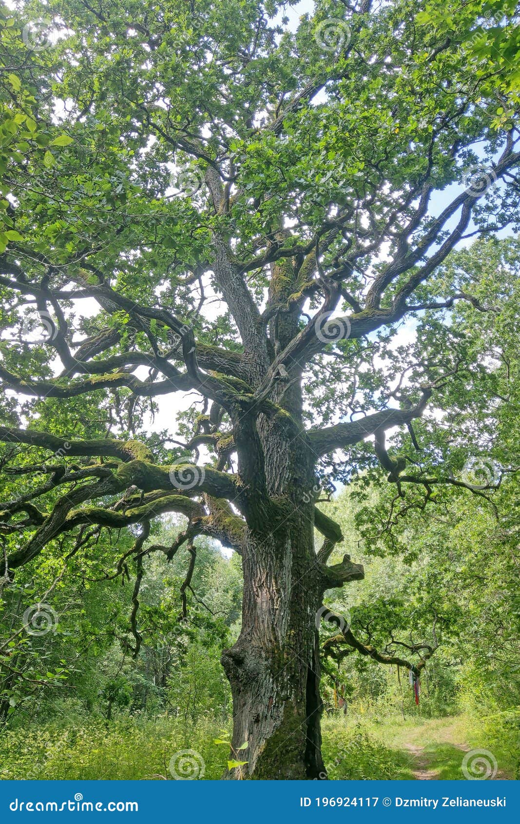 Beautiful Big Old Oak Tree in the Forest Stock Image - Image of park ...