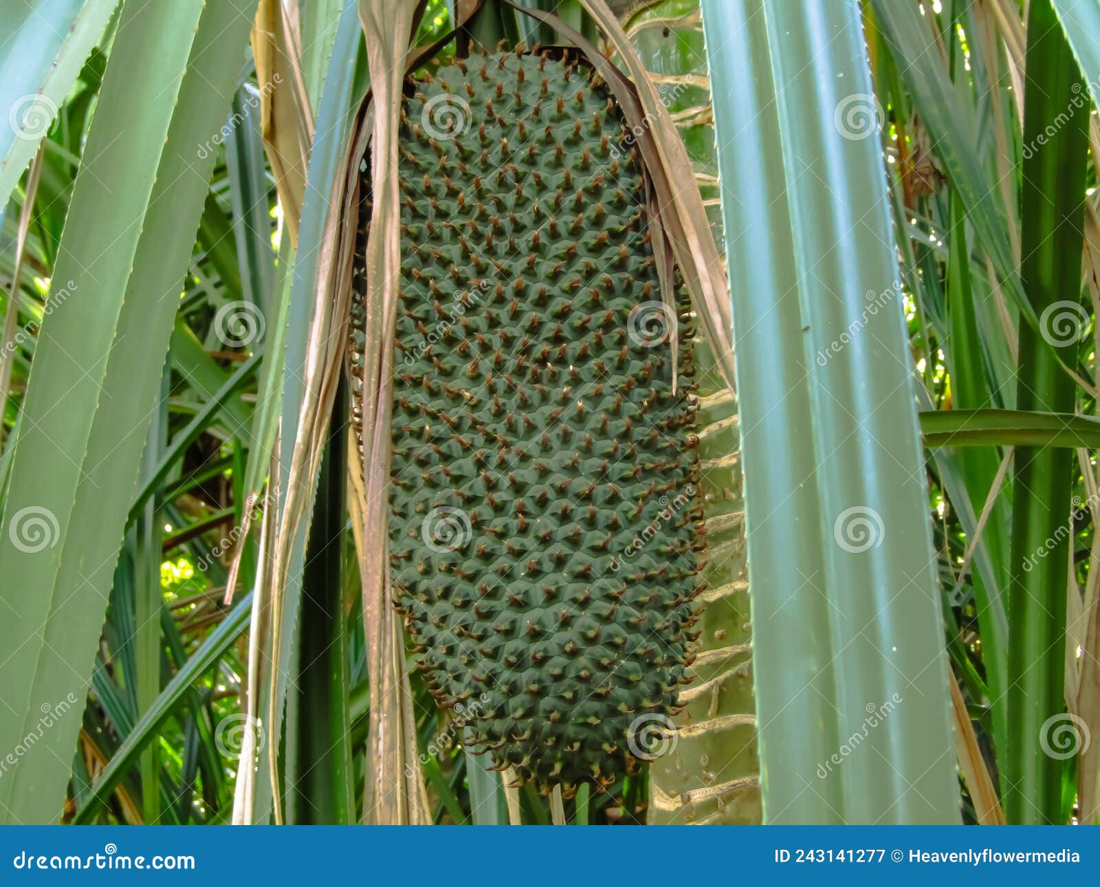 Beautiful Big Pandanus Fruit Stock Image - Image of food, tree: 243141277