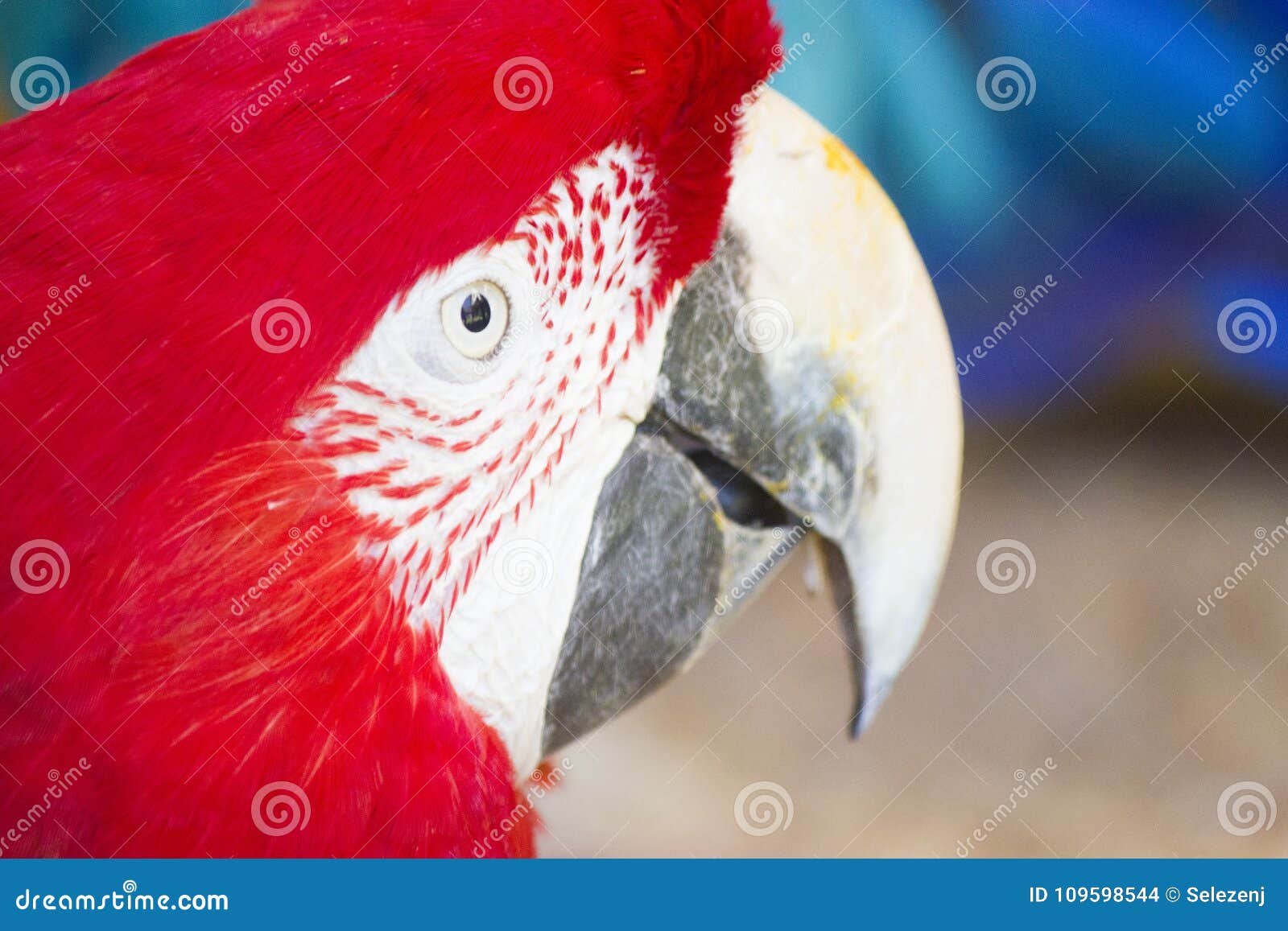 Beautiful big parrot stock photo. Image of kakadu, parrot - 109598544