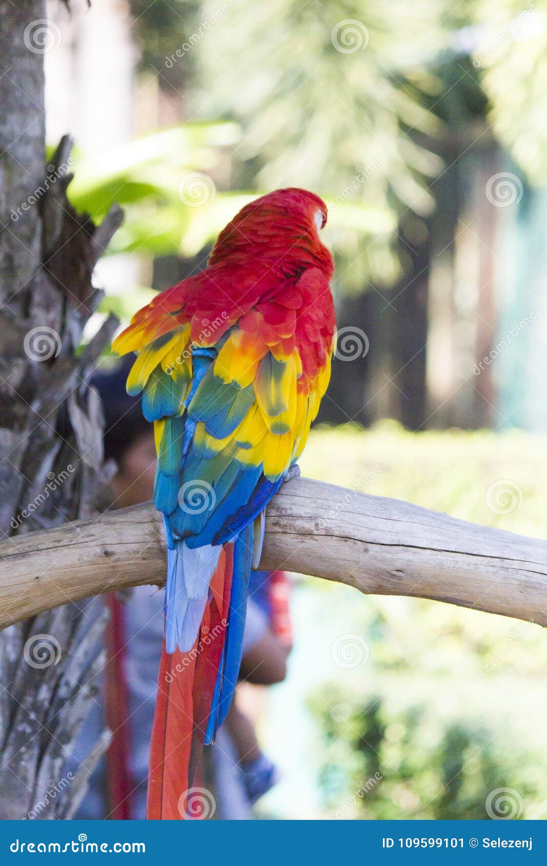 Beautiful big parrot stock image. Image of nature, exotic - 109599101