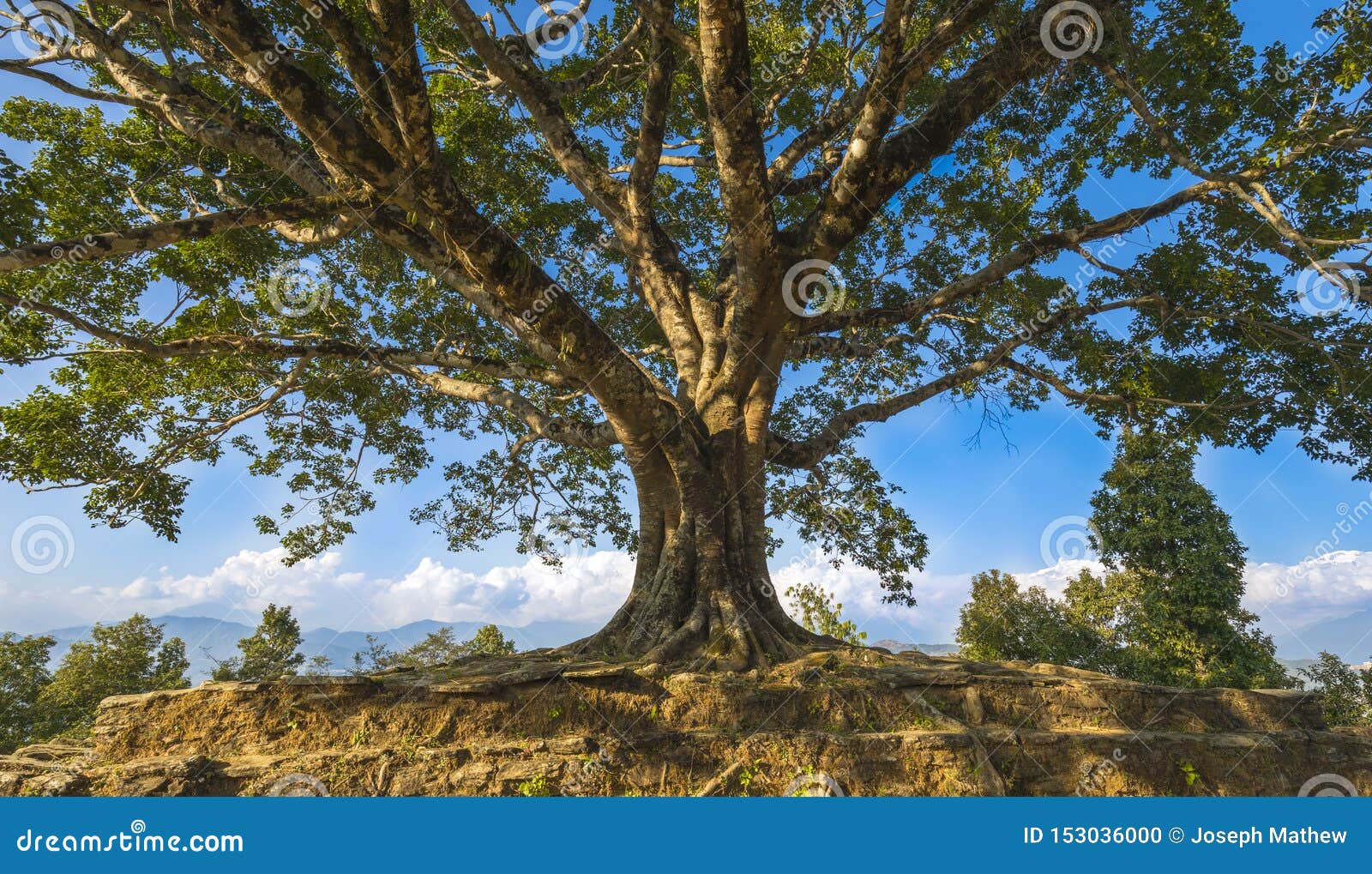 Beautiful Big Pee Pal Tree in Tal Nepal Stock Photo - Image of plant ...