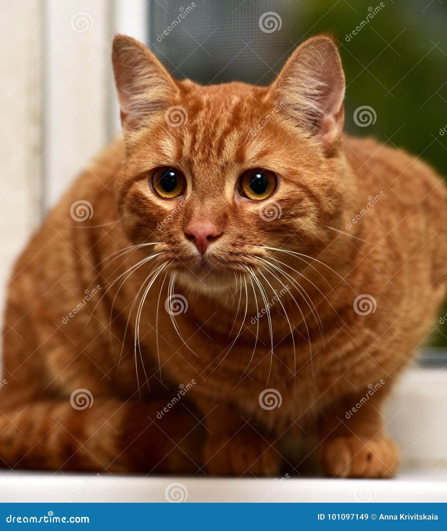 Beautiful big red cat stock image. Image of hair, fluffy - 101097149