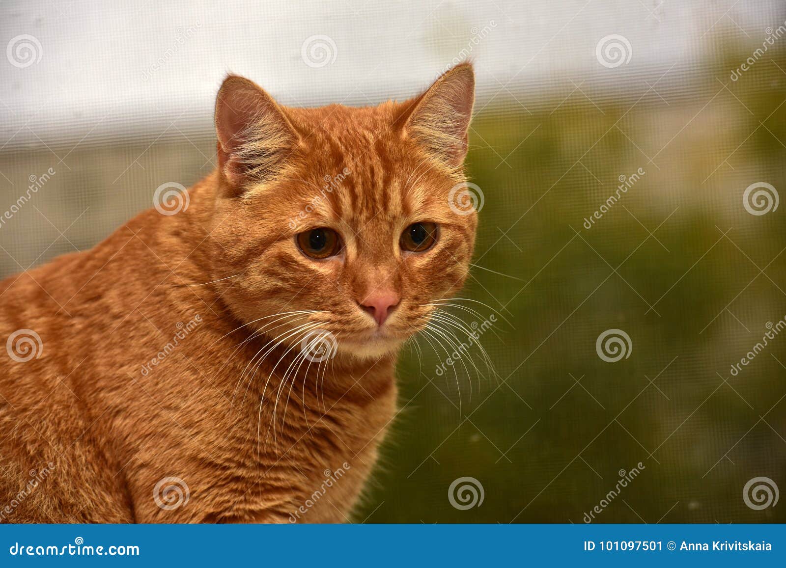 Beautiful big red cat stock image. Image of affectionate - 101097501