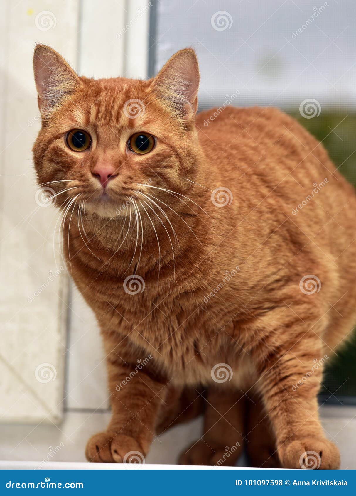 Beautiful big red cat stock photo. Image of autumn, clever - 101097598