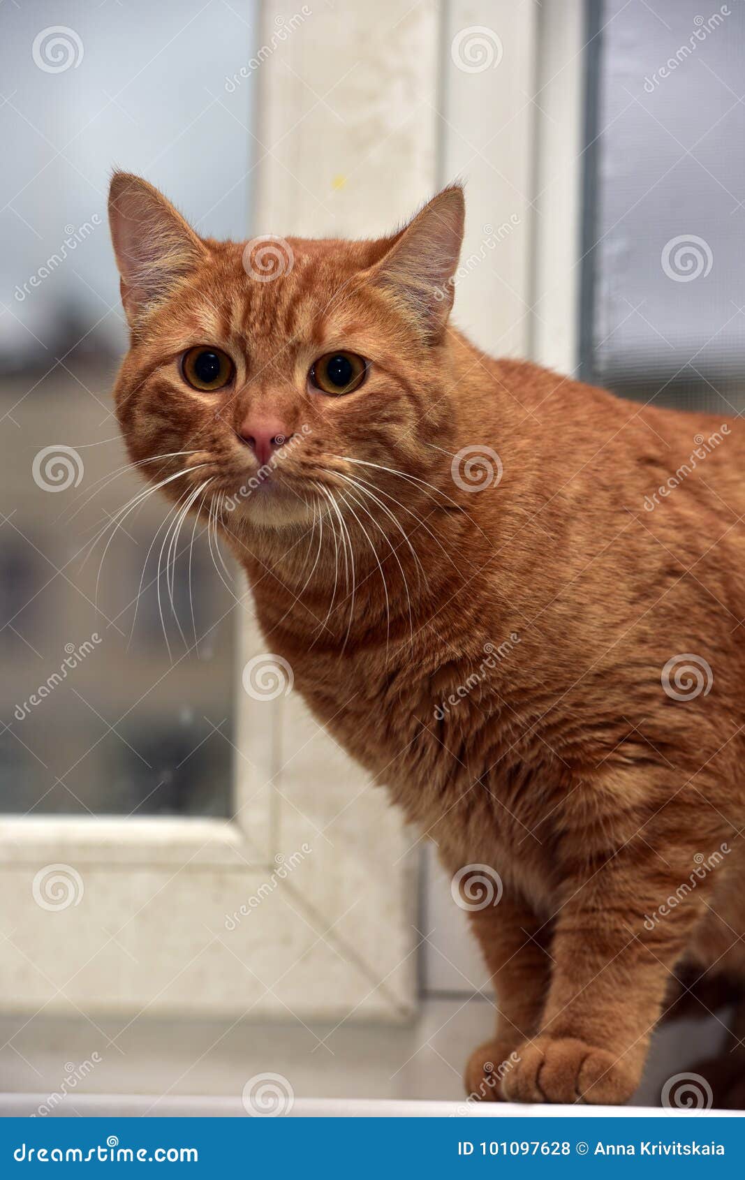 Beautiful big red cat stock photo. Image of interior - 101097628