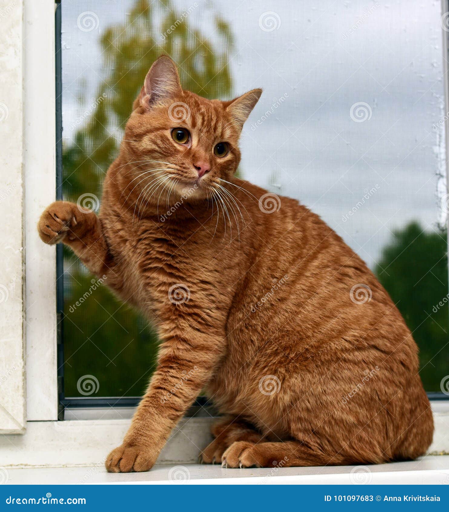 Beautiful big red cat stock image. Image of freeze, domestic - 101097683