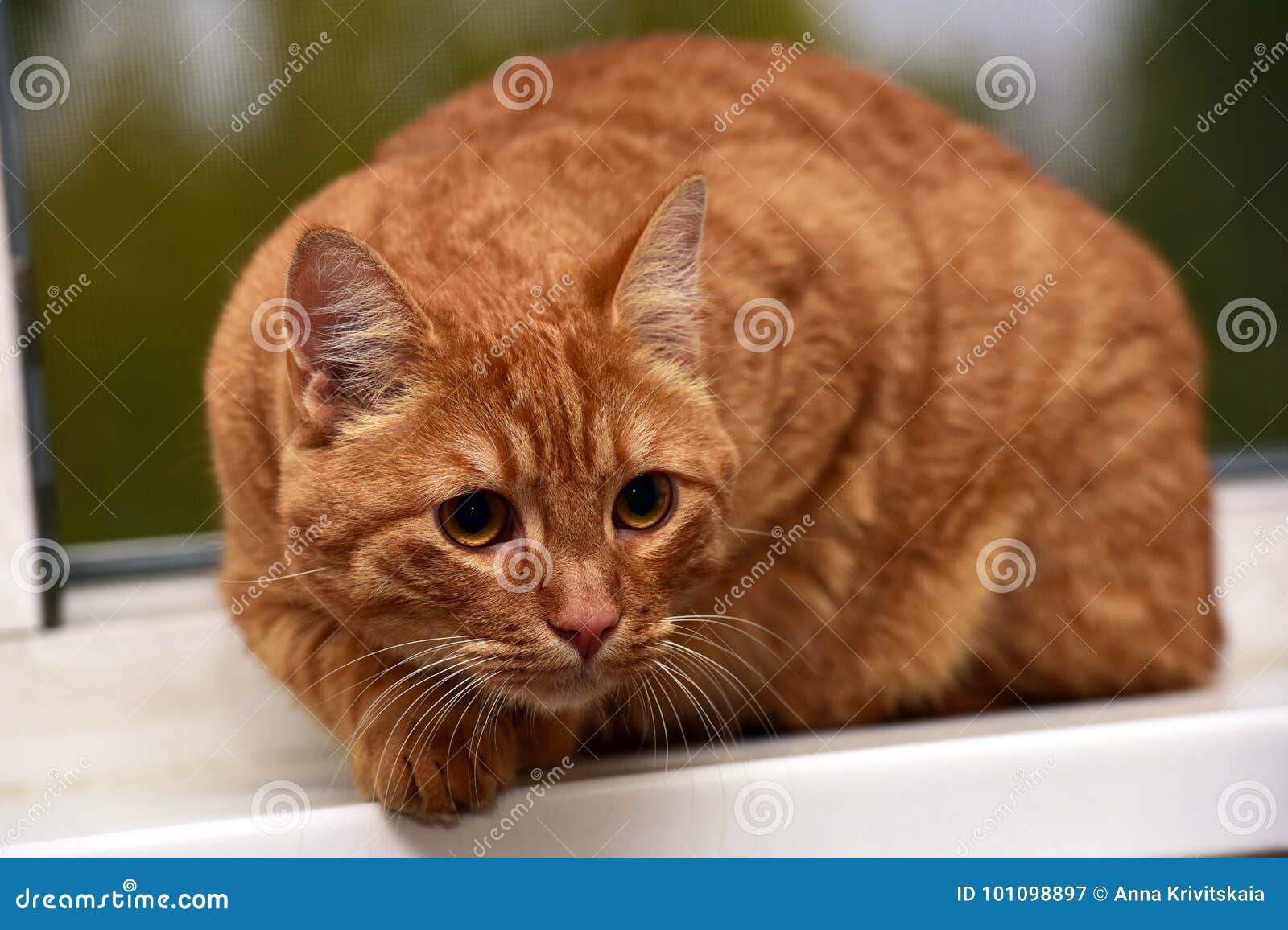 Beautiful big red cat stock image. Image of clever, animal - 101098897