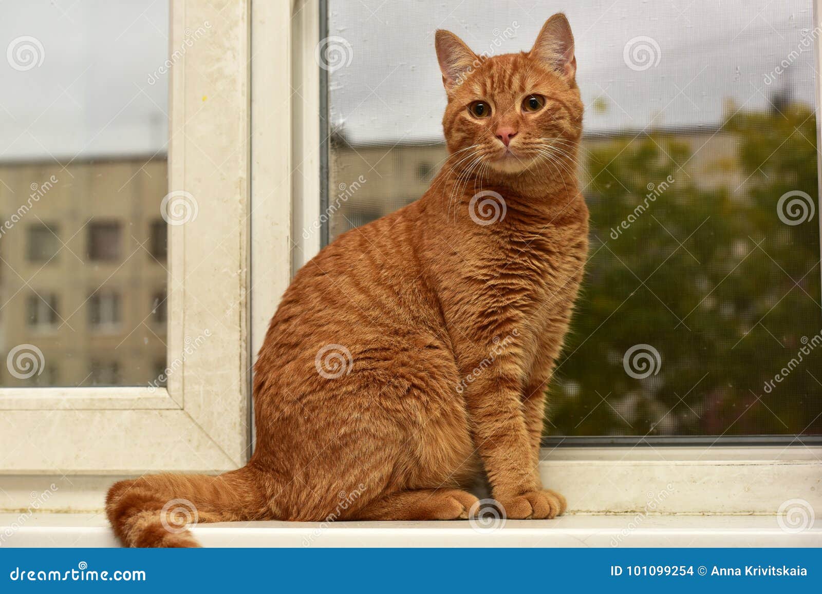 Beautiful big red cat stock photo. Image of face, back - 101099254