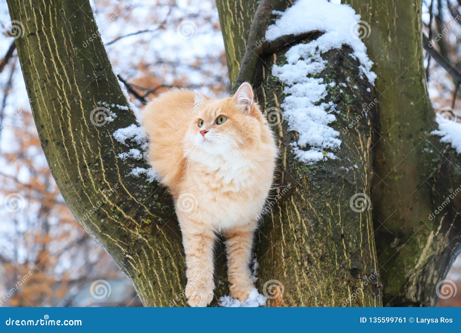 A Beautiful Big Red Cat Sitting on a Tree in a Winter Stock Image ...
