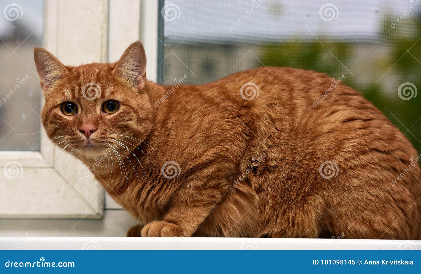 Beautiful big red cat stock image. Image of back, color - 101098145