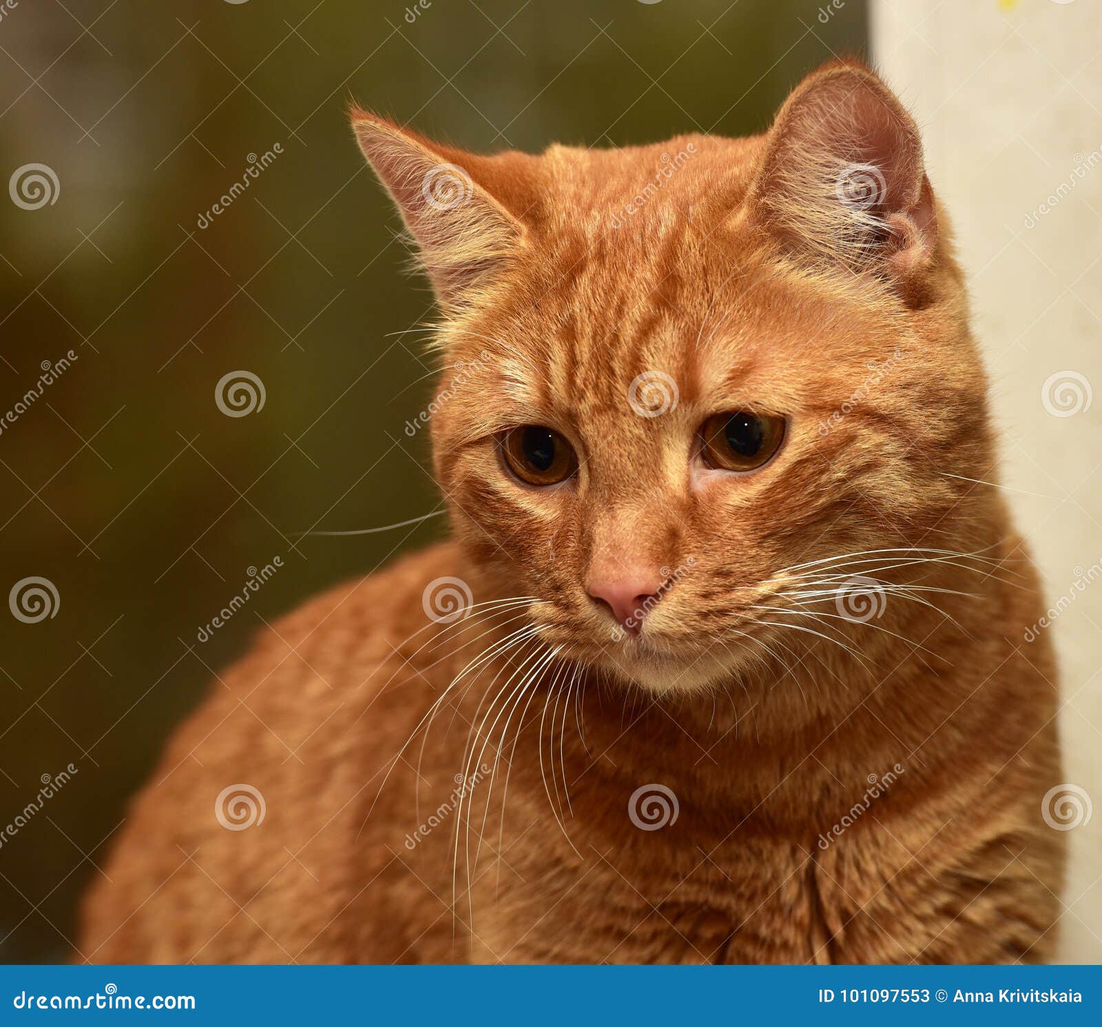 Beautiful big red cat stock image. Image of color, beautiful - 101097553